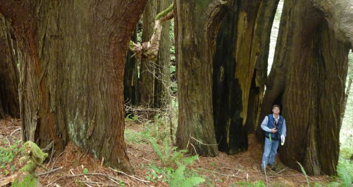 Shady Dell (Lost Coast Trail) | Save the Redwoods League