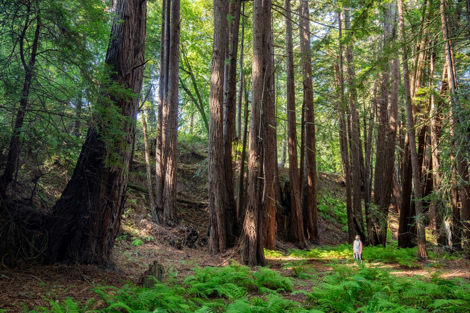 10 fascinating animals and plants of the Sonoma Coast | Save the ...