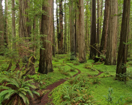 Redwoods Rising | Save the Redwoods League