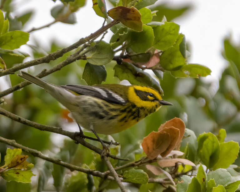Our 10 favorite birds of the redwoods | Save the Redwoods League