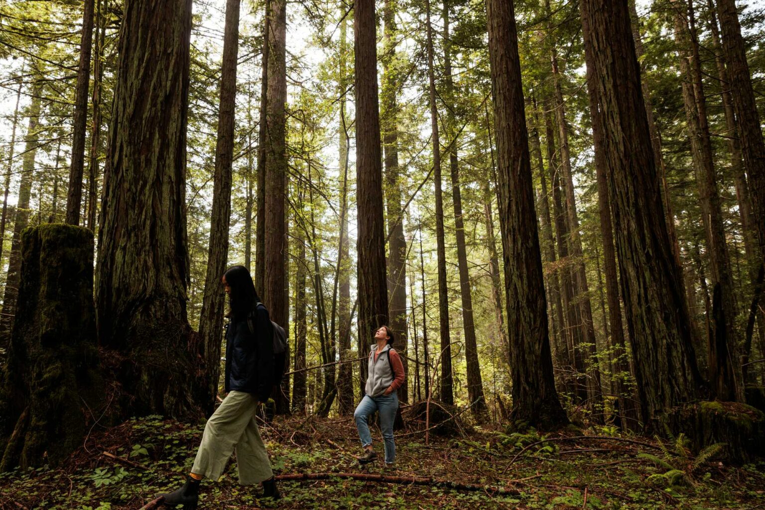 Together, we expanded Monte Rio Redwoods | Save the Redwoods League