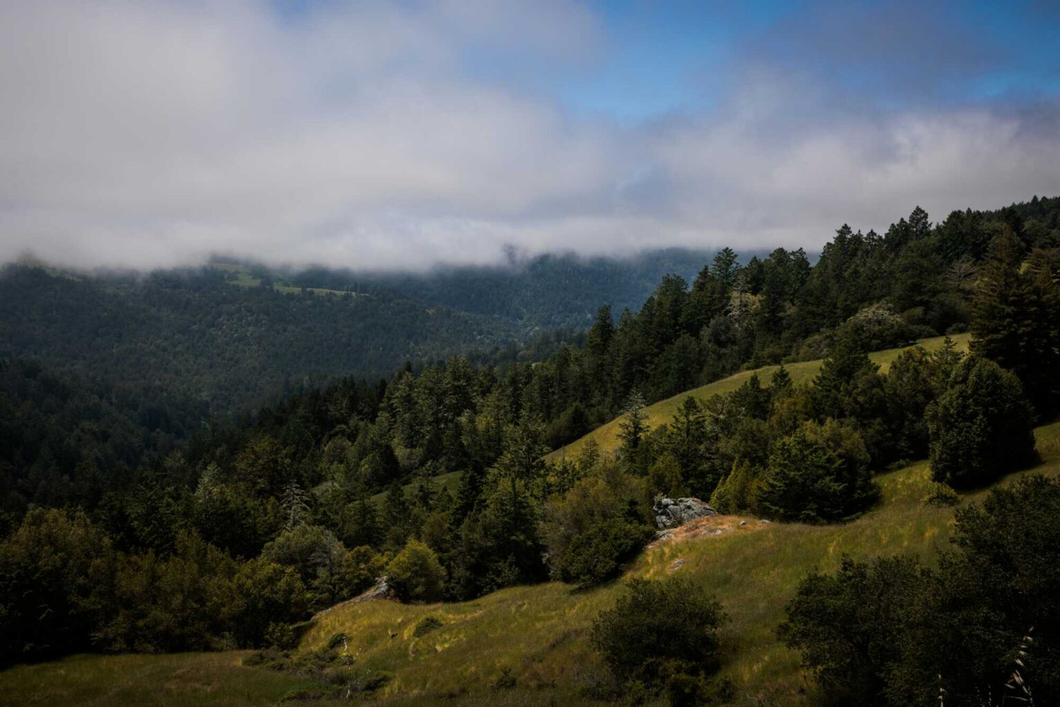 Together, we expanded Monte Rio Redwoods | Save the Redwoods League