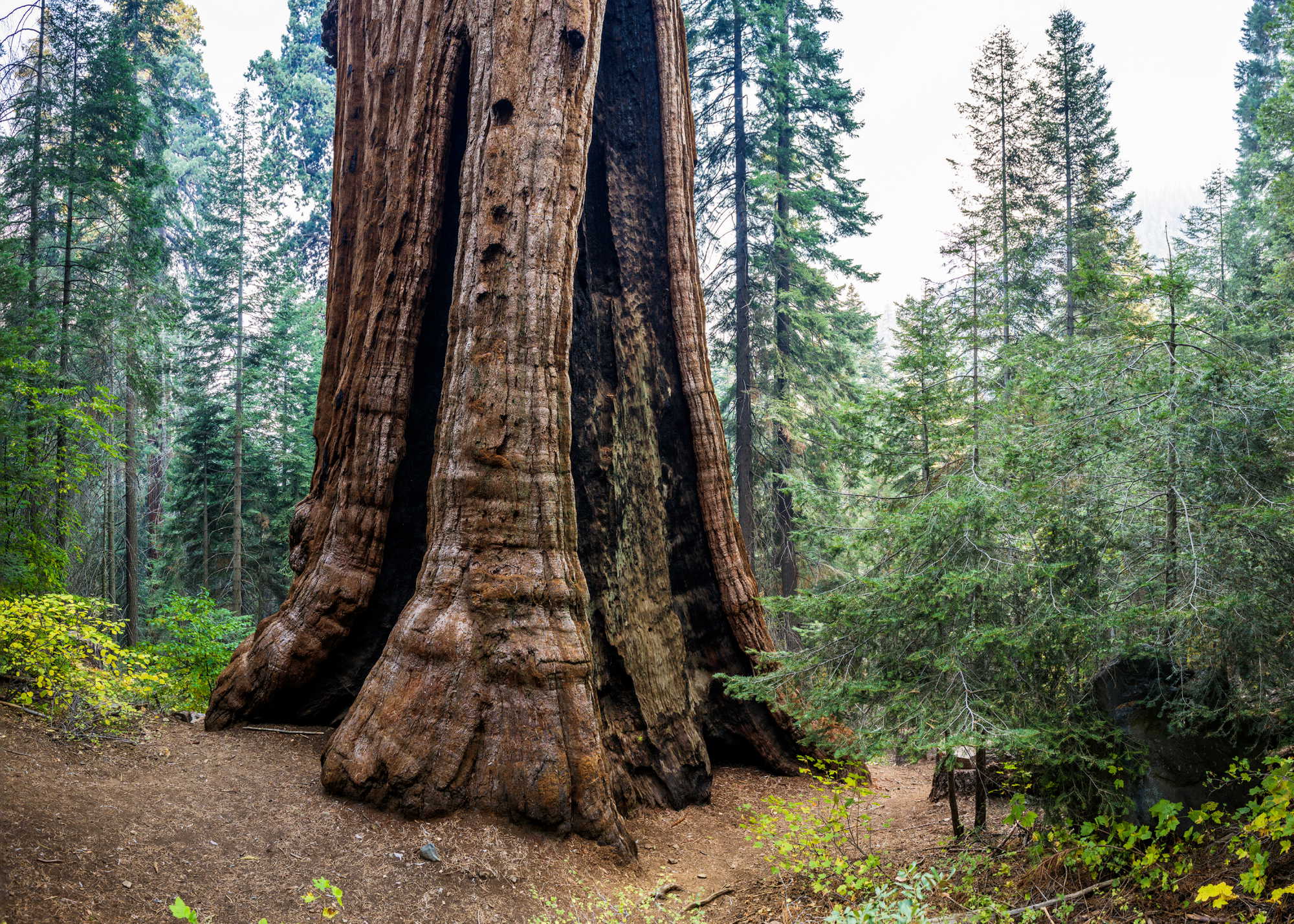 10 life lessons from the redwoods | Save the Redwoods League