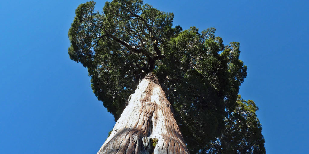 All in the Family: Redwood Relatives | Save the Redwoods League