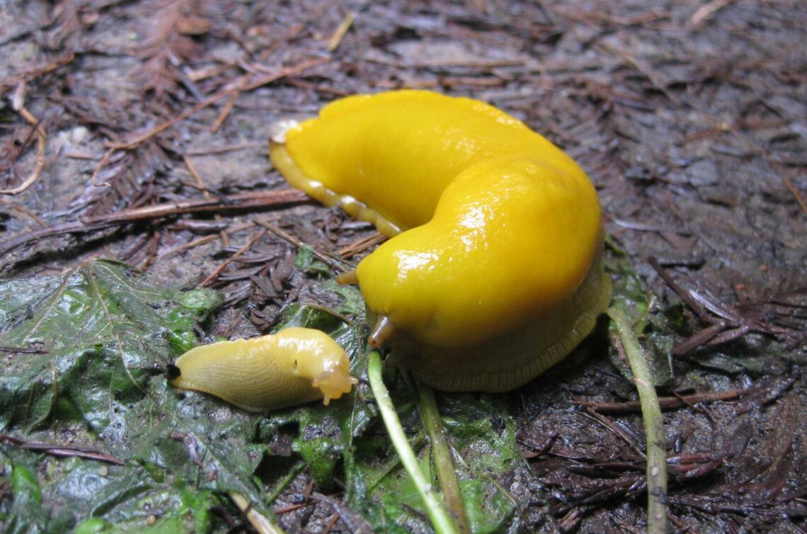 All hail the banana slug, California's new state symbol | Save the ...