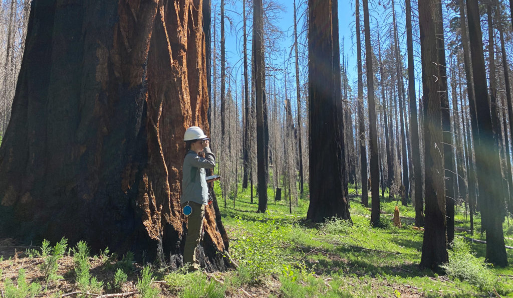 Research Grant Application Guidelines - Save the Redwoods League