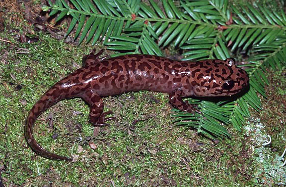 Pacific Giant Salamander