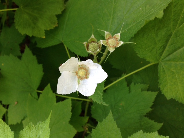 Berry Picking at its Best | Save the Redwoods League