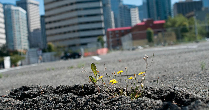 Urban Wilderness: In the Heart of the City, Nature Takes Root | Save ...
