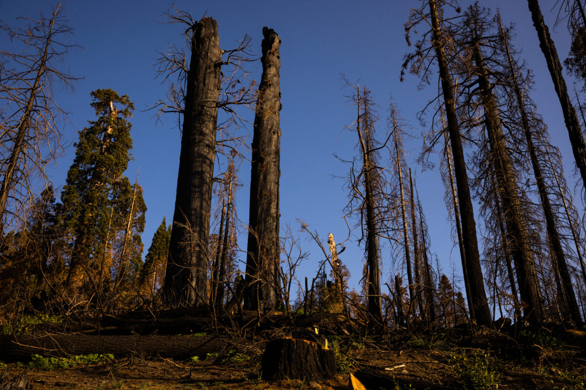Nurturing the recovery of Alder Creek's giant sequoia after the Castle ...