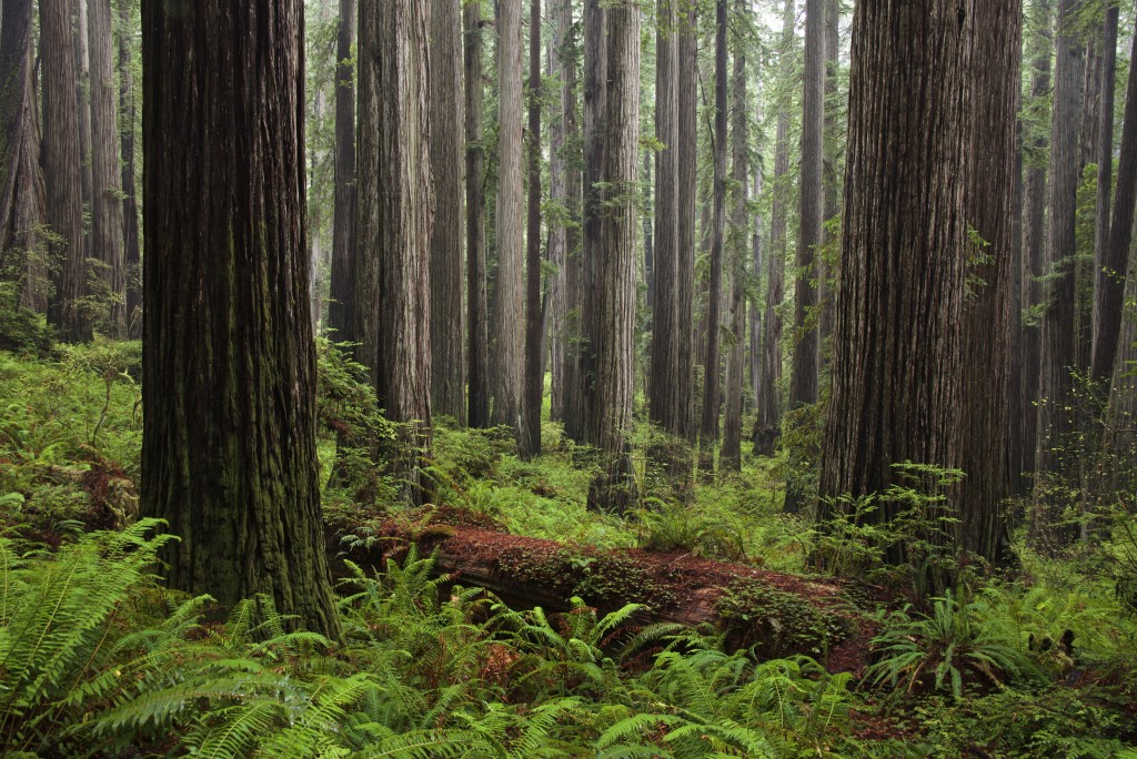 Tips for Taking Great Photos of Redwoods