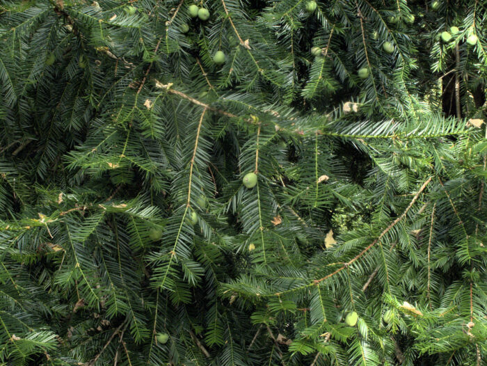 10 fascinating animals and plants of the Sonoma Coast | Save the ...