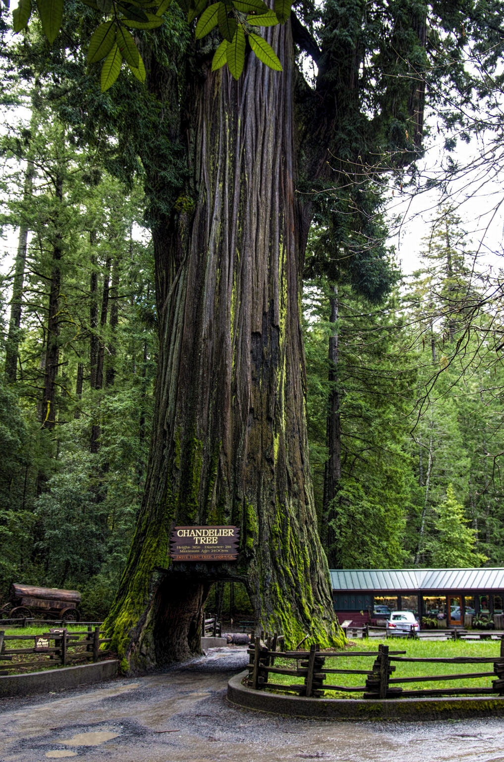 The strange history of the redwood tunnel trees | Save the Redwoods League
