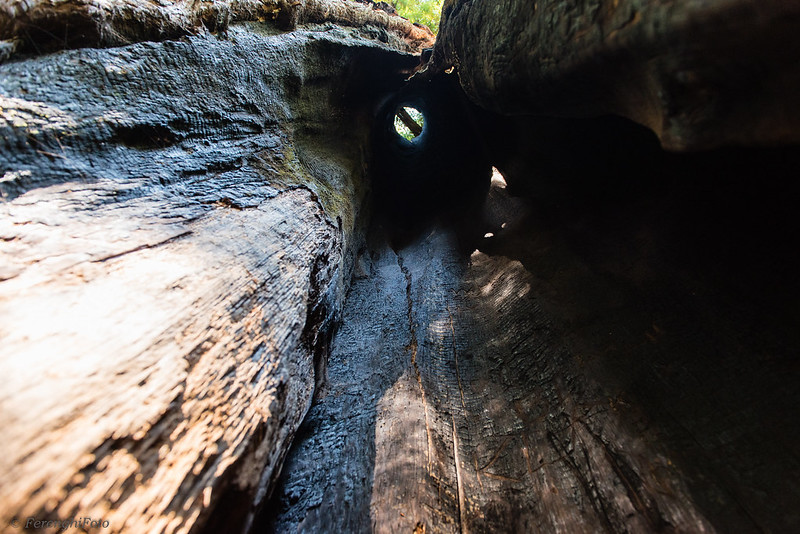 The Chimney Tree | Defiant Redwood of the Week