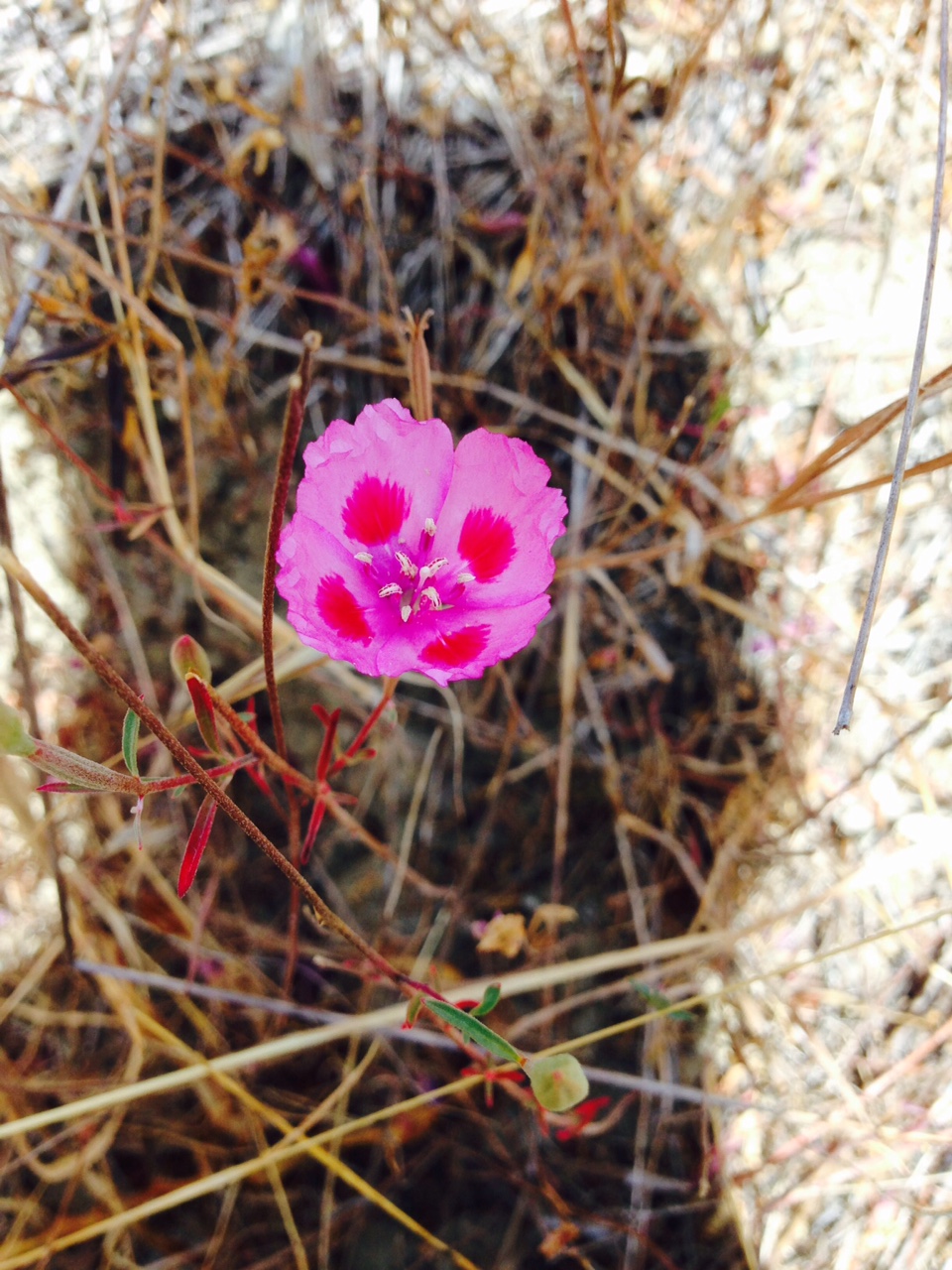 Perfect for Your Garden: Drought-Tolerant Clarkia | Save the Redwoods ...