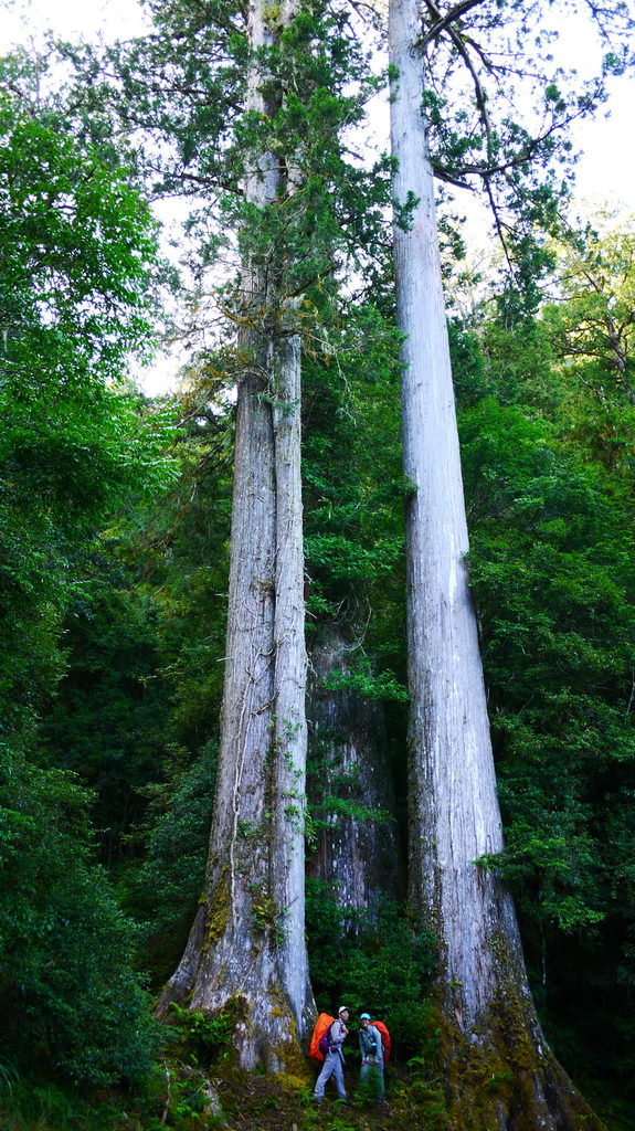 Coffin Tree, a Redwood Relative in Taiwan | Save the Redwoods League