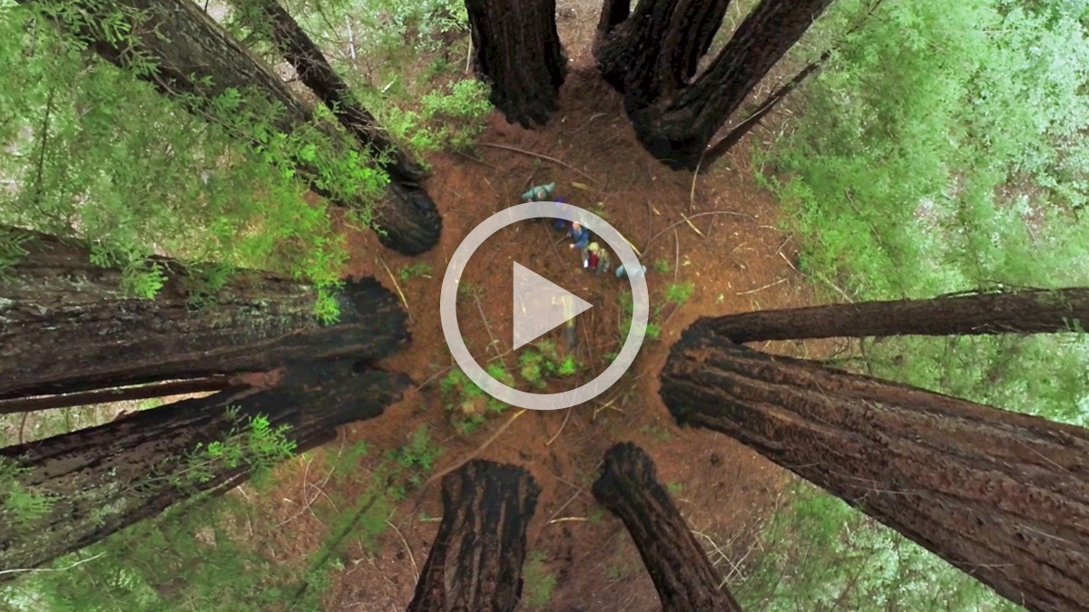 Your first redwoods experience | Save the Redwoods League