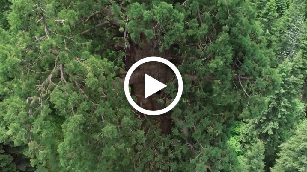 A long look at the Stagg Tree | Save the Redwoods League