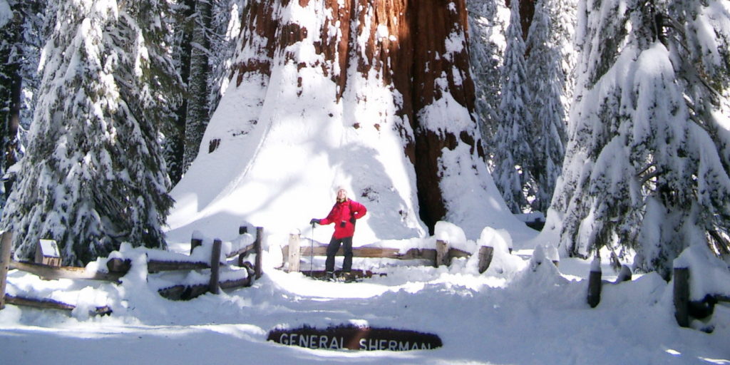 Visit the Redwoods | Save the Redwoods League