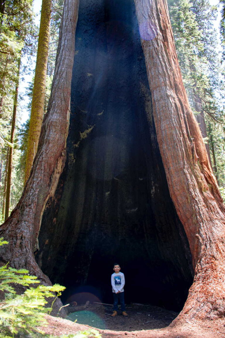 10 of the strangest trees in the redwoods | Save the Redwoods League