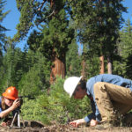 A Lesson in Ecology from the Roosevelt Elk | Save the Redwoods League
