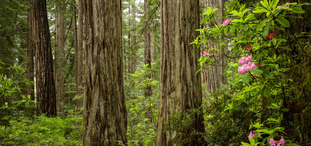 Our Campaigns | Save the Redwoods League