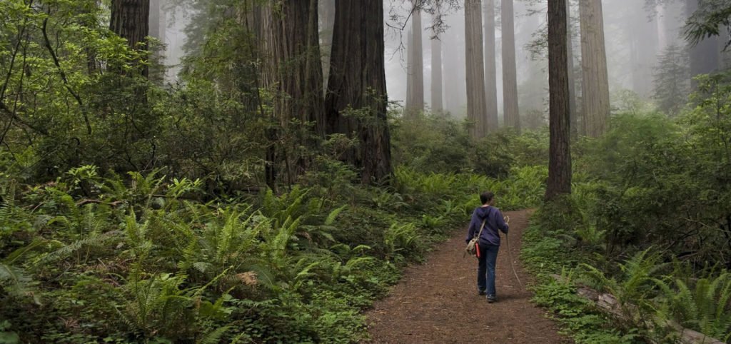 Visit the Redwoods | Save the Redwoods League
