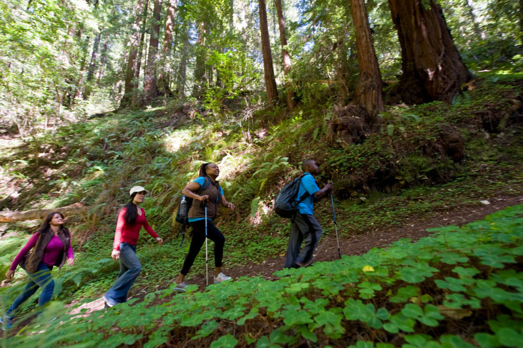 The next phase of redwoods conservation: from defense to offense | Save ...