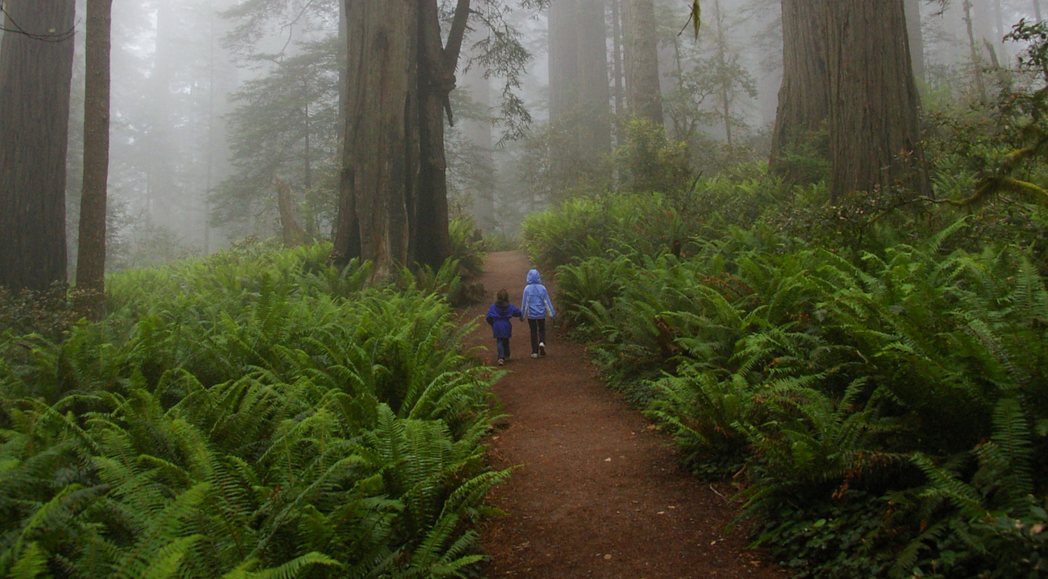 5 wonderful winter hikes in the redwood forest | Save the Redwoods League