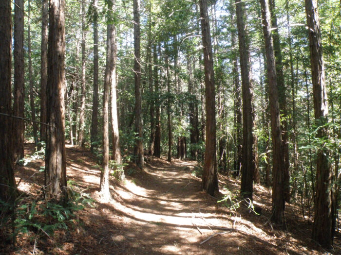 Hikers are stoked about these 5 Bay Area redwood trails | Save the ...