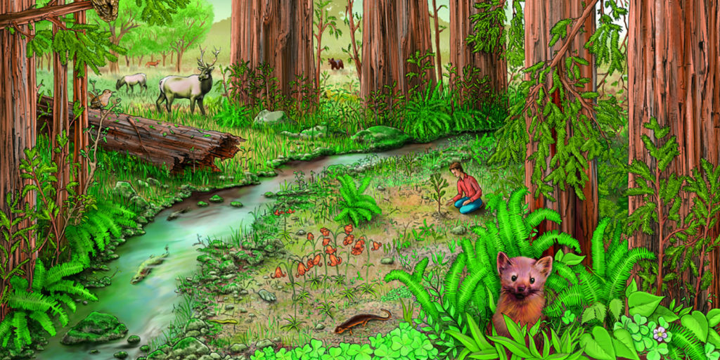 Rainforest Ecosystem Drawing Slide