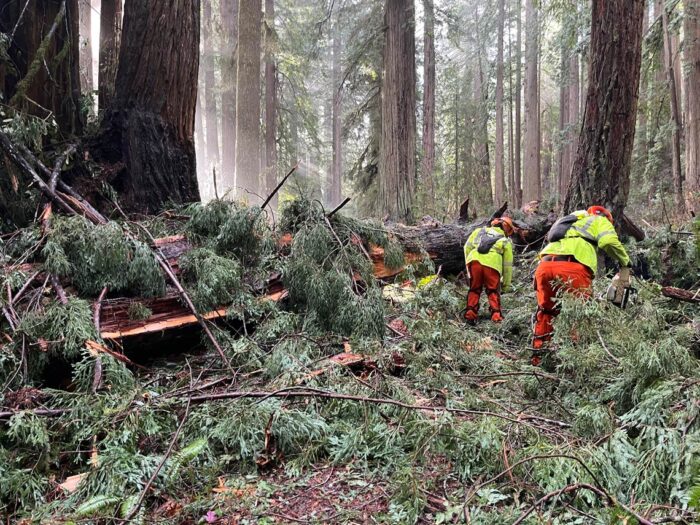 Protect our redwoods legacy | Save the Redwoods League