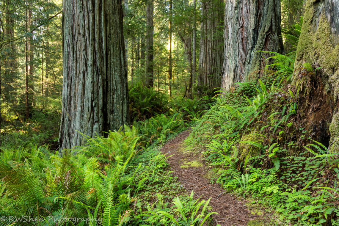 Help make forever happen for redwoods | Save the Redwoods League