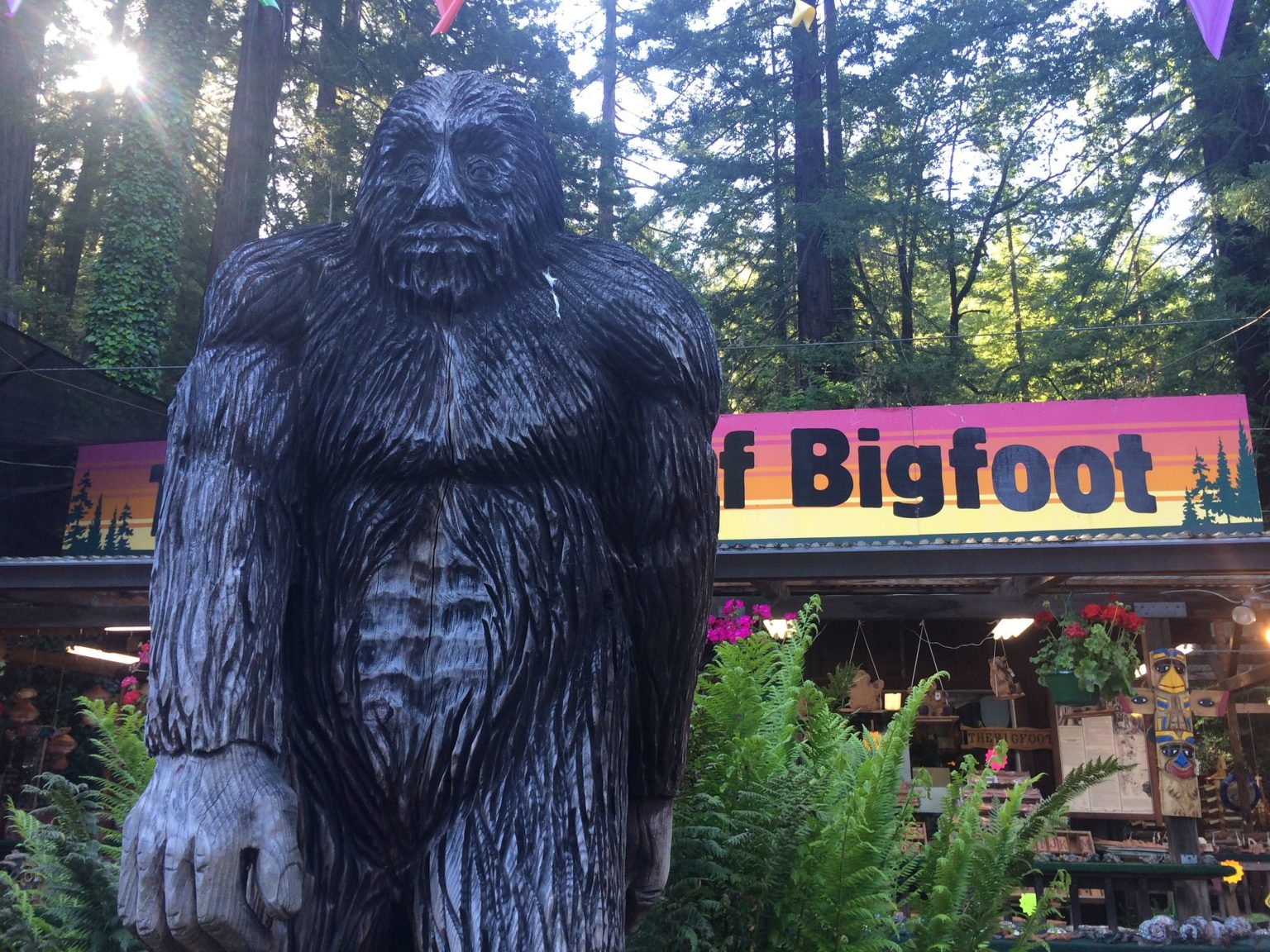 Bigfoot in the redwoods | Save the Redwoods League
