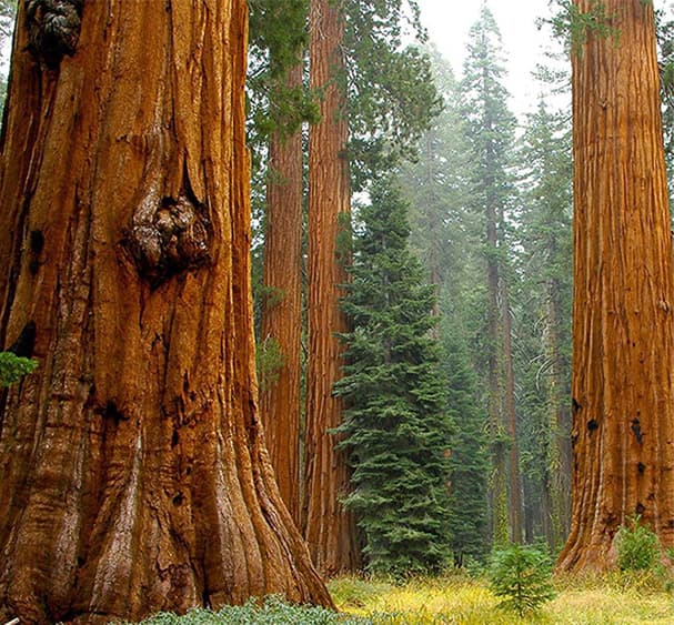 Home - Save the Redwoods League