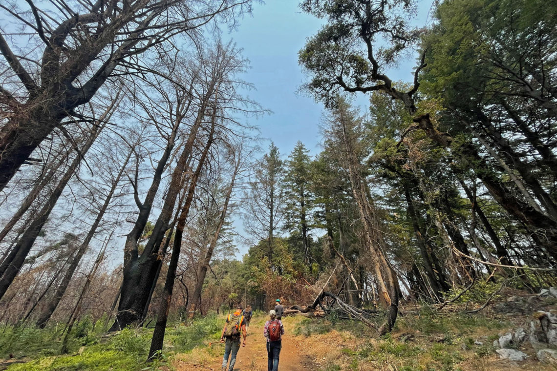Why are prescribed fires a major tool for preventing forest blazes ...