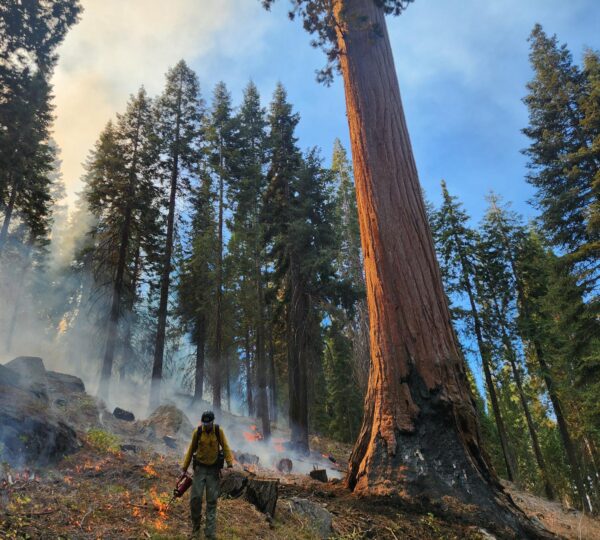 Redwoods and Fire | Save the Redwoods League