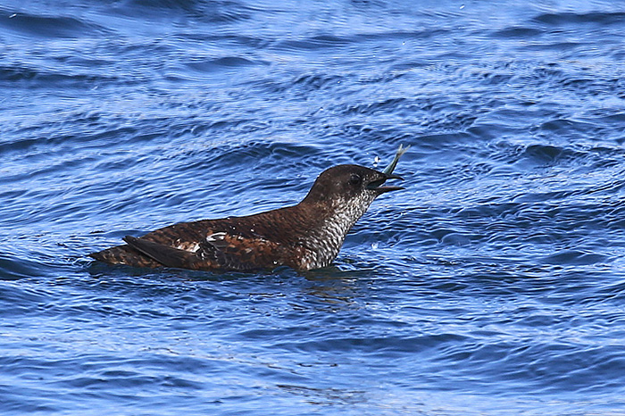 New Protections for the Mysterious Marbled Murrelet | Save the Redwoods ...
