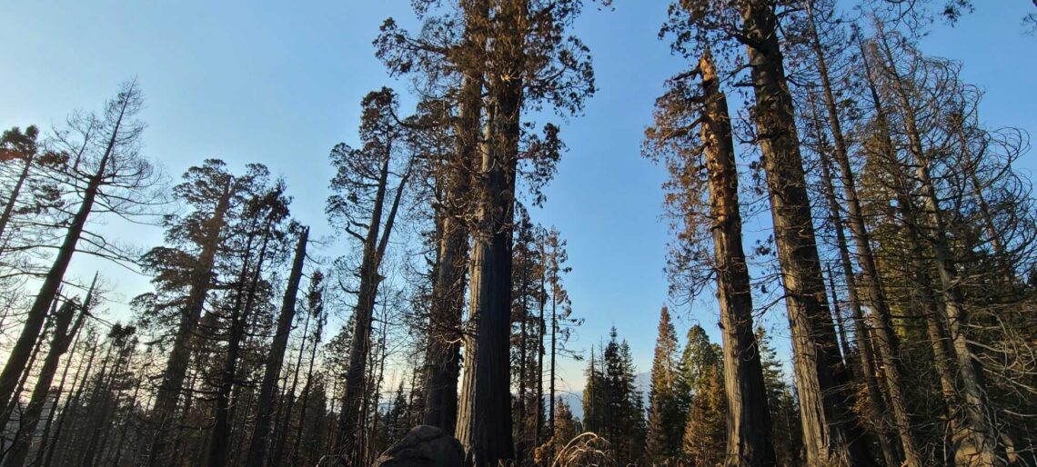 Giant Sequoias of McKinley Grove Threatened by Garnet Fire in Sierra ...