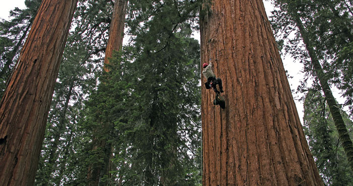 Redwoods in a changing climate | Save the Redwoods League
