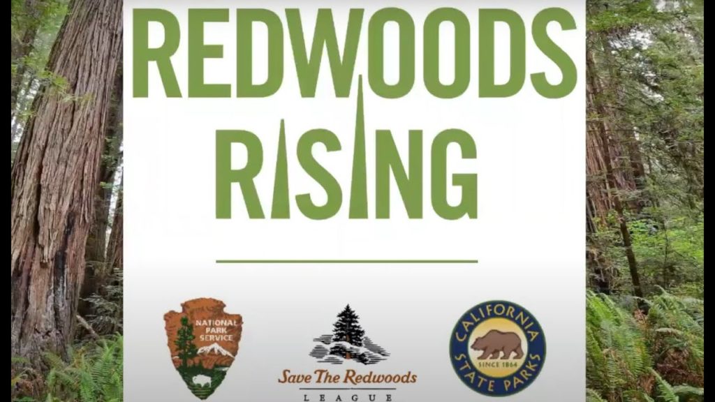 Video: Redwoods Rising gets to work | Save the Redwoods League