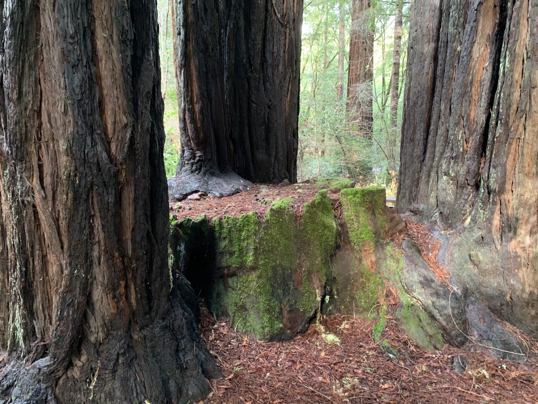 Explaining the mystery behind fairy rings in the redwoods | Save the ...