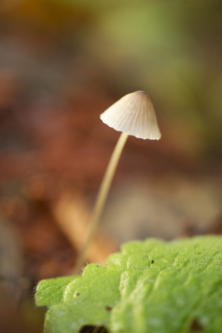 The season of fungi | Save the Redwoods League