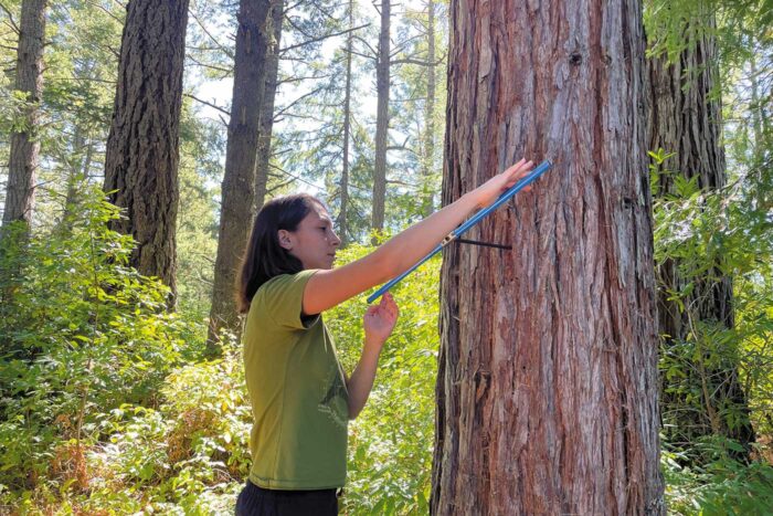 Redwoods and fog | Redwoods Magazine, Autumn-Winter 2024