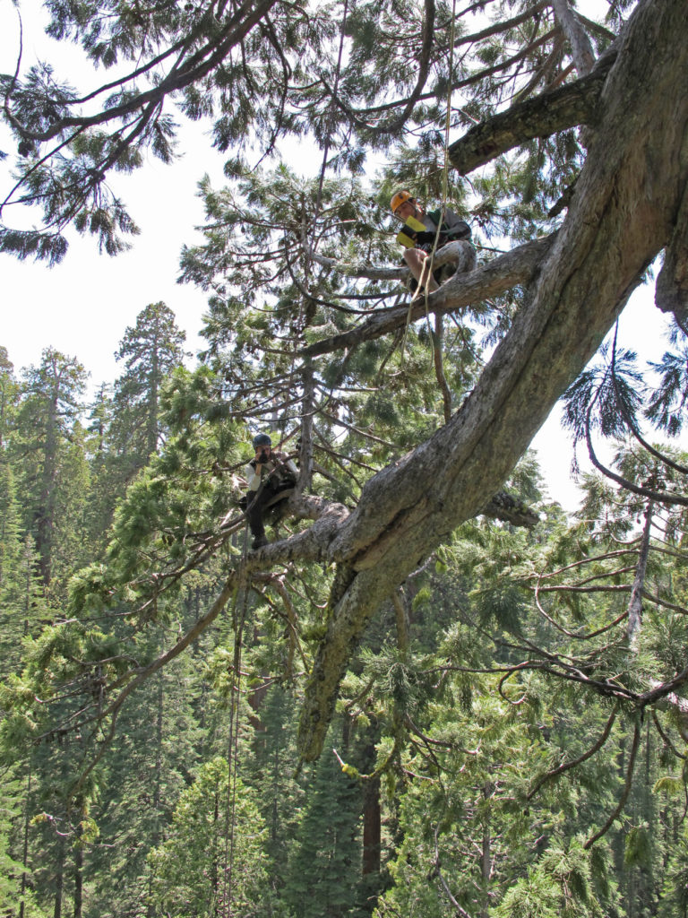 The Significant Role of Redwoods in the Climate Fight | Save the ...