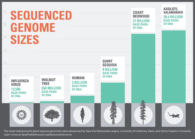 Interesting facts about redwood and sequoia genetic diversity | Save ...