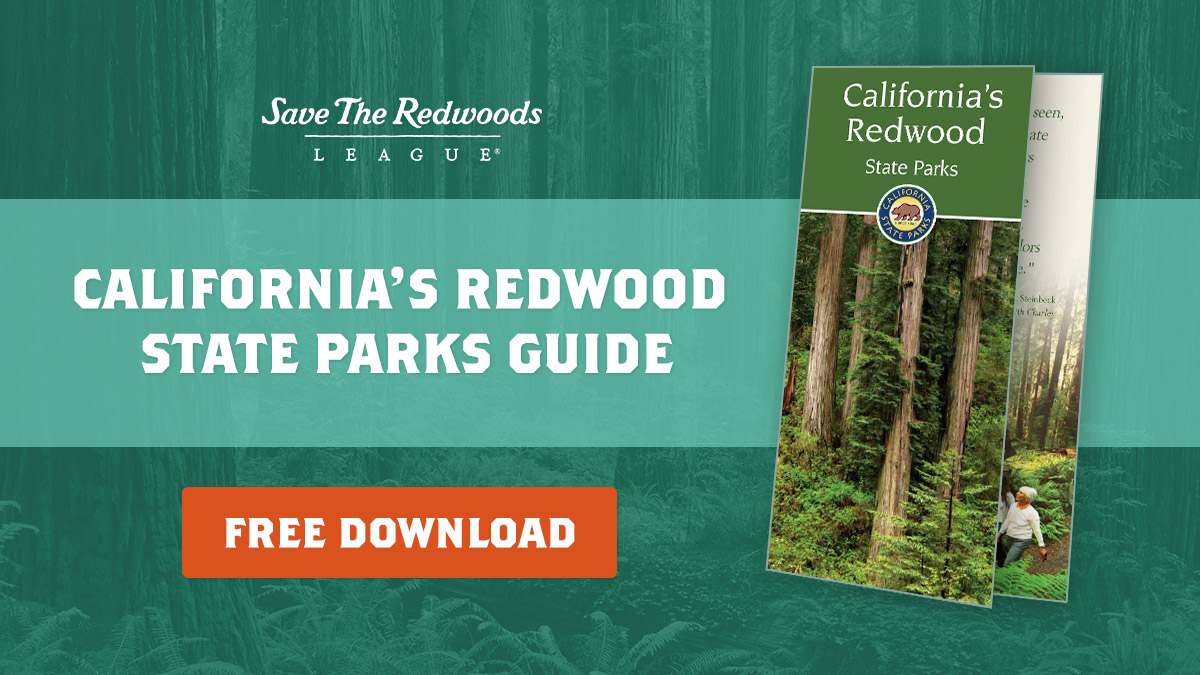 Free California's Redwood State Parks Guide | Save the Redwoods League