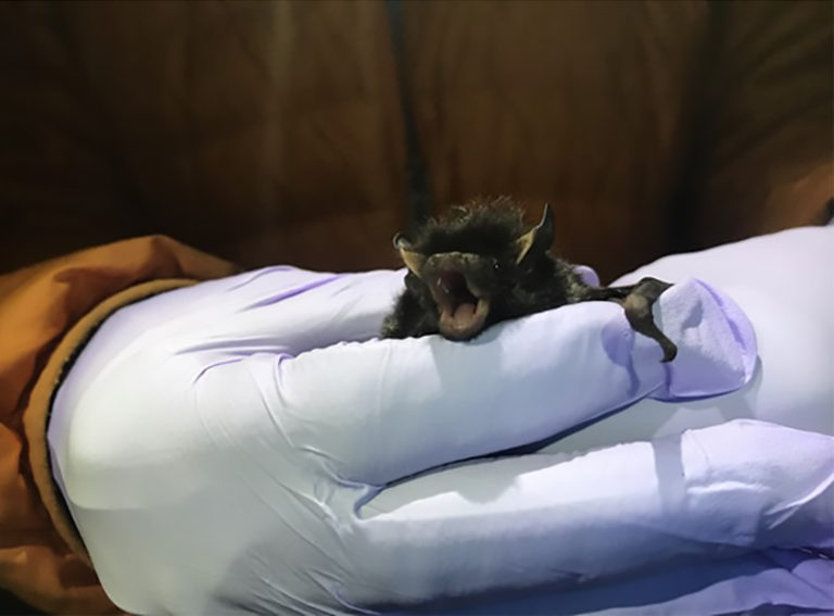 Redwoods may offer bats a haven amid disease, rising temperatures ...
