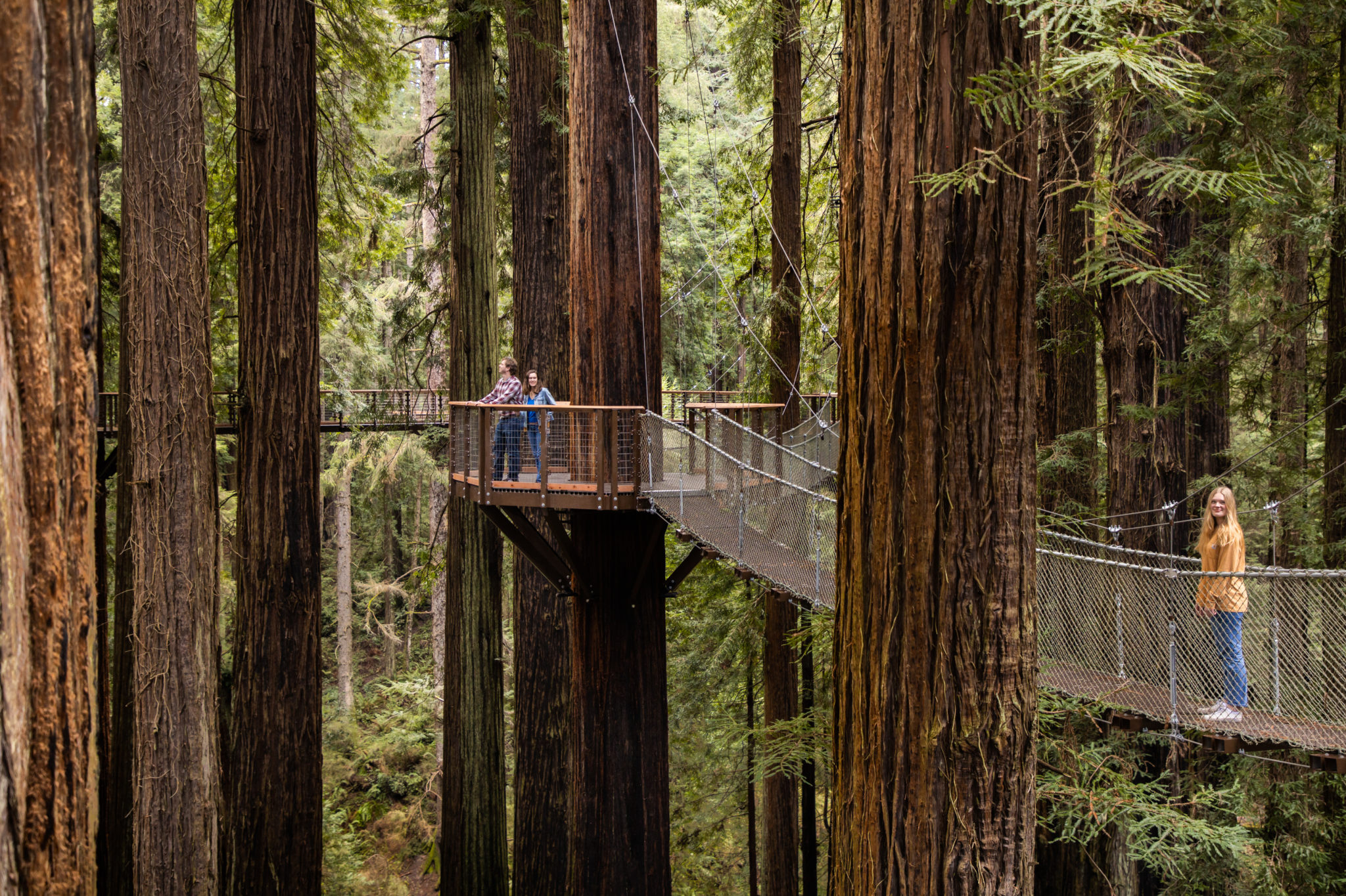 Redwood Sky Walk set to take nature lovers to new heights | Save the ...