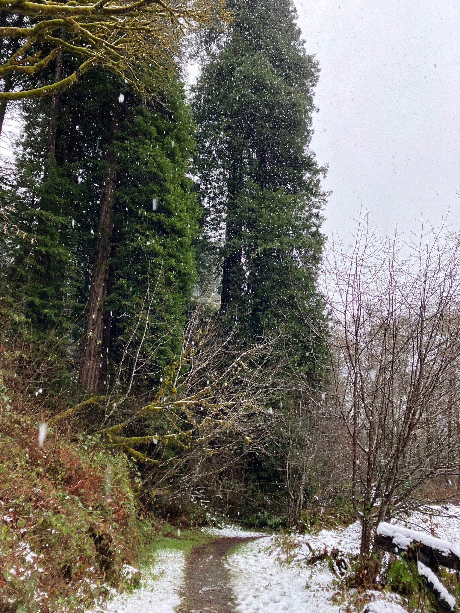 Wild weather brings snow to the coast redwoods | Save the Redwoods League